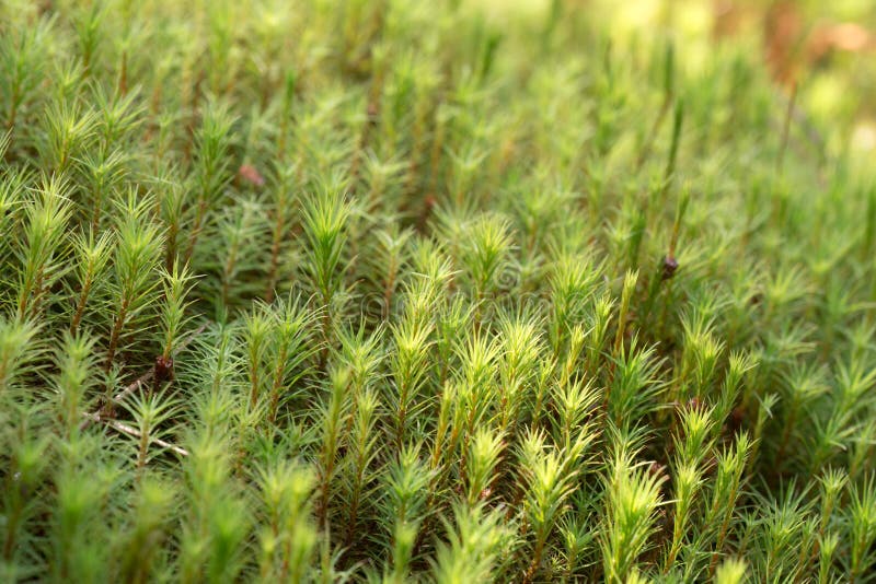 Moss closeup stock photo. Image of abstract, lush, pattern - 37795138