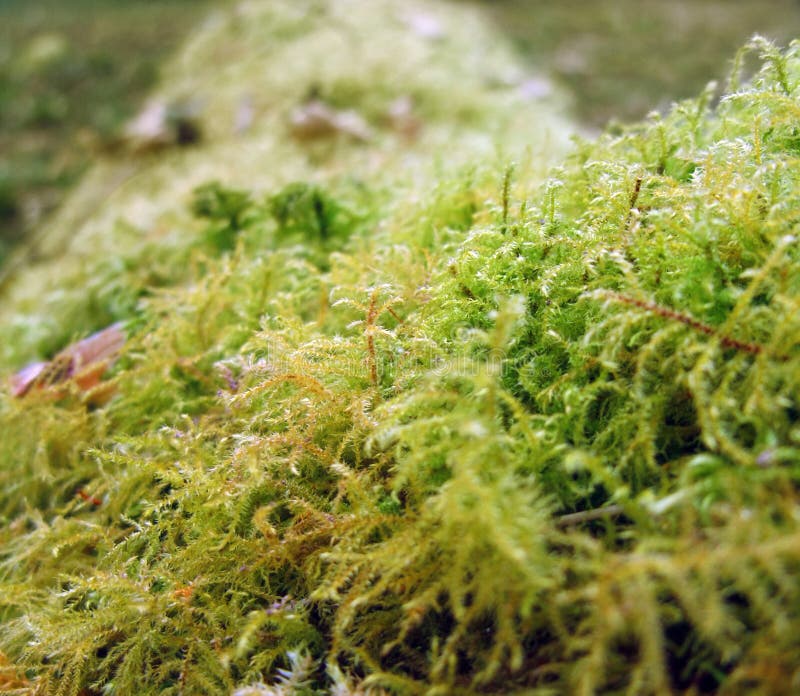 Moss closeup stock photo. Image of fluffy, plant, shady - 38865276