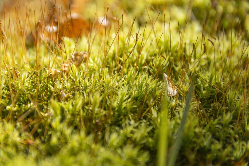 Moss closeup stock photo. Image of natural, botany, leaf - 93598644