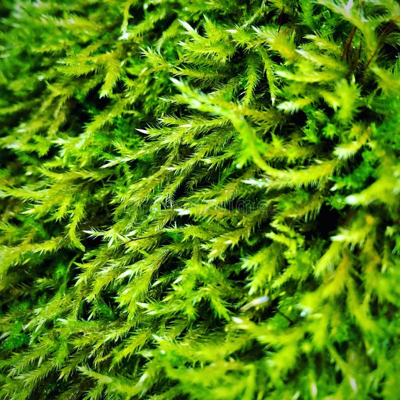 Moss stock photo. Image of moss, nature, closeup, mossy - 208757256