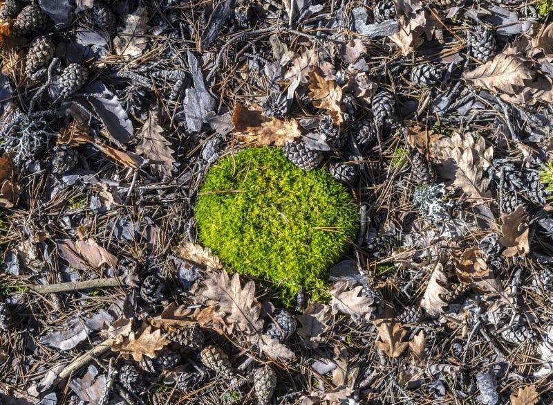 A moss clump in the forest stock photo. Image of growth - 206407840