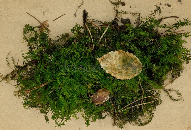Moss Cluster and Rotten Leaf on the Beige Background. Stock Image ...