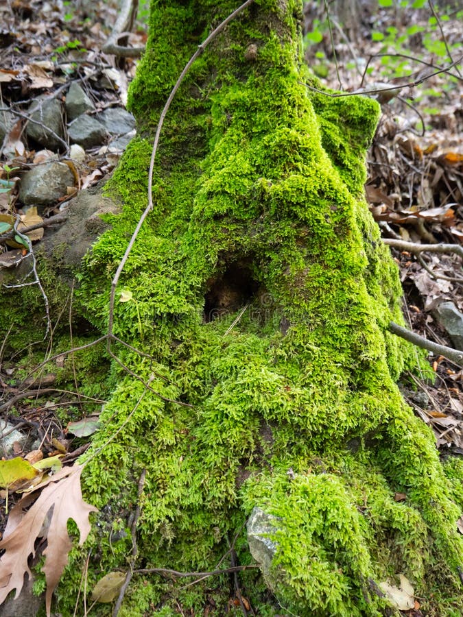 Moss coat of an old tree stock photo. Image of beautiful - 152065348