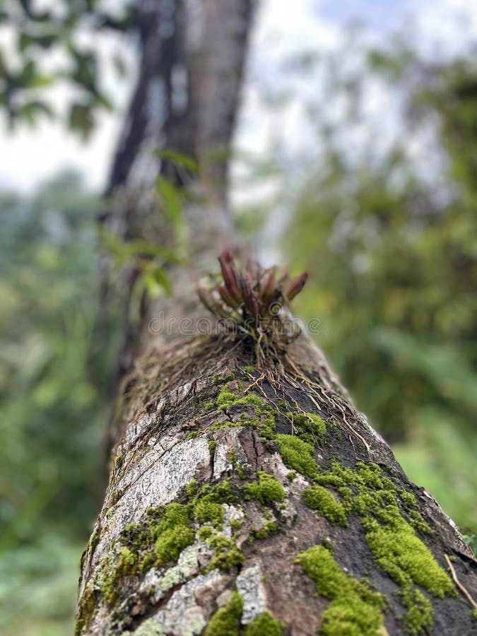 Moss on Coconut Tree Branches Stock Image - Image of branches, green ...