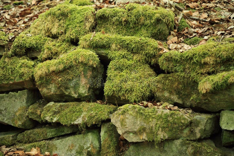 Moss Colonization on Dry Stone Rectilinear Wall in Stock Image - Image ...