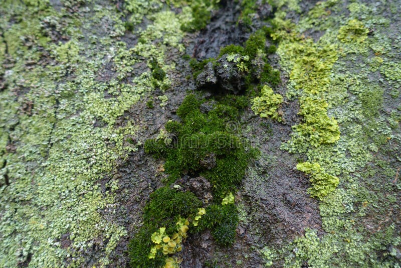 Moss and Lichen on Wet Tree Bark Stock Image - Image of macro, peel ...