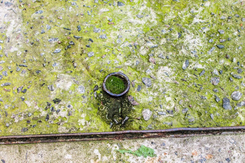Moss on concrete stock photo. Image of closeup, background - 12595410