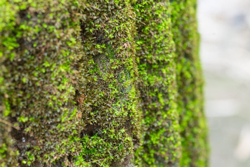 Moss on Concrete Column stock photo. Image of closeup - 48242586