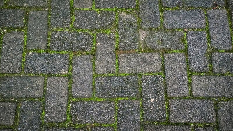Moss on Concrete Floor Texture. Stock Image - Image of building, wall ...