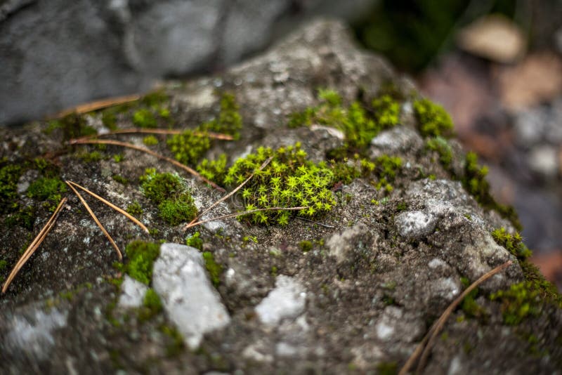 A moss on a concrete slab stock photo. Image of forest - 125071320