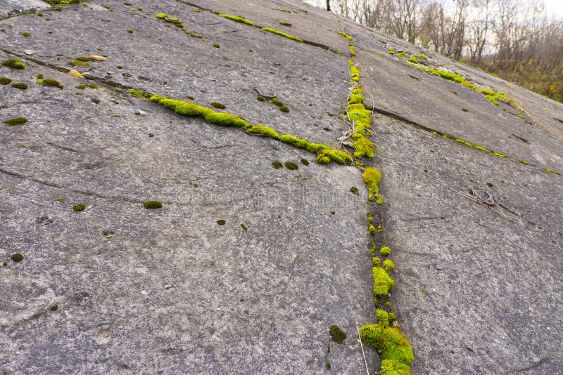 Moss between Concrete Slabs Stock Photo - Image of chappy, green: 34547632