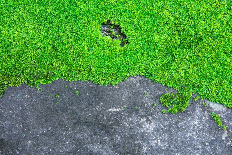 Moss on Concrete Texture Surface Stock Image - Image of herb, green ...