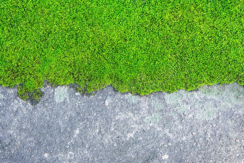 Moss Plant on Concrete Texture Background Stock Image - Image of cement ...