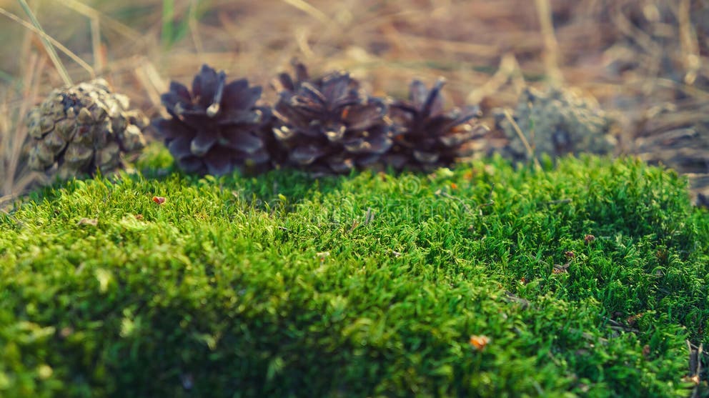 Moss and Cones in the Coniferous Forest. Stock Image - Image of design ...