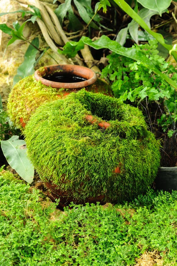 Moss cover clay jar. stock image. Image of detail, claypot - 44278359