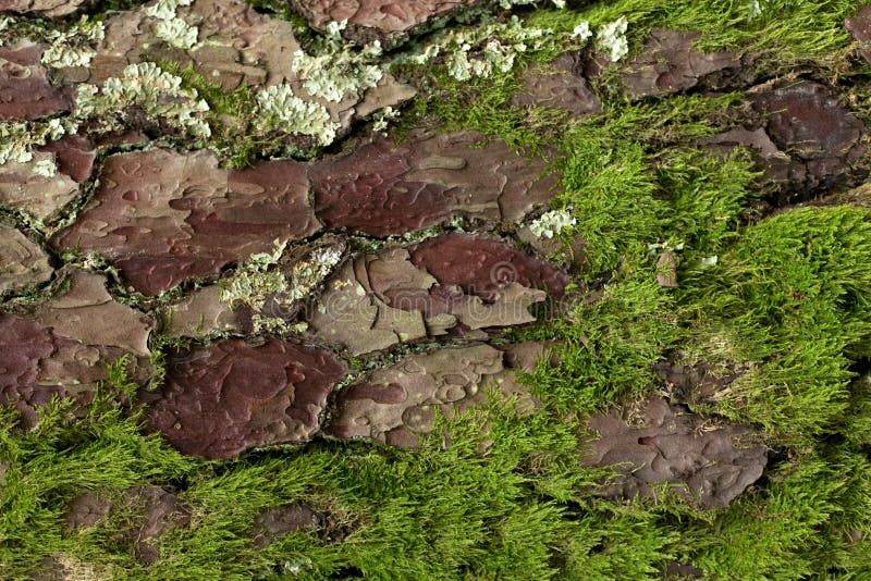 Moss Cover on Pine Tree Bark Close Up Texture Stock Photo - Image of ...