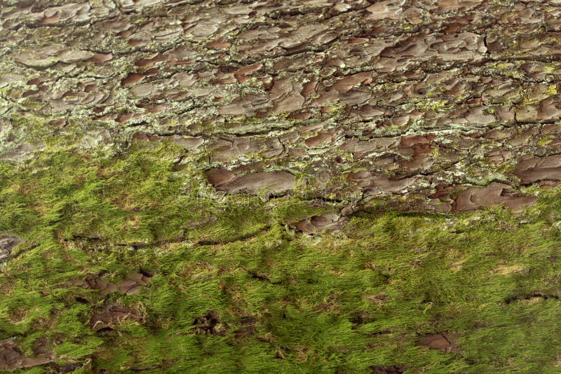 Moss Cover on Pine Tree Bark Close Up Texture Stock Image - Image of ...