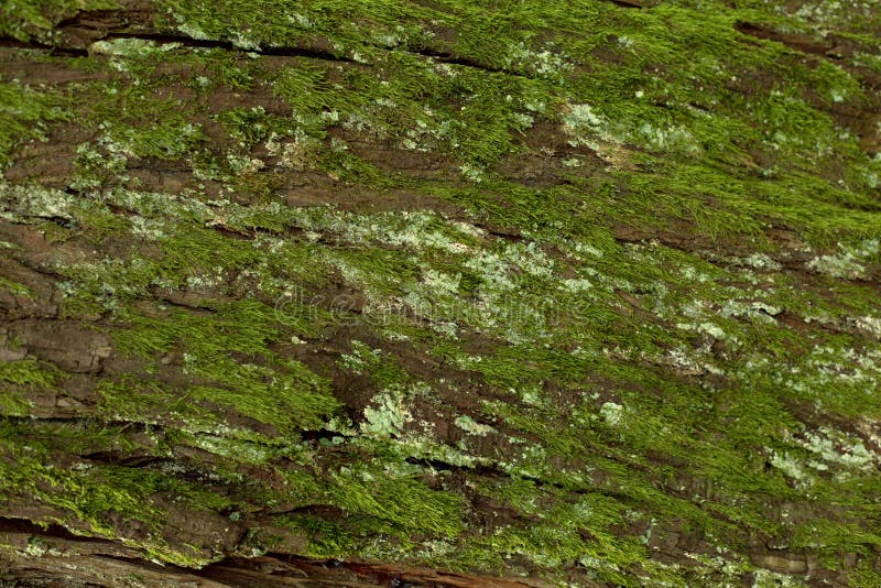 Moss Cover on Pine Tree Bark Close Up Texture Stock Image - Image of ...
