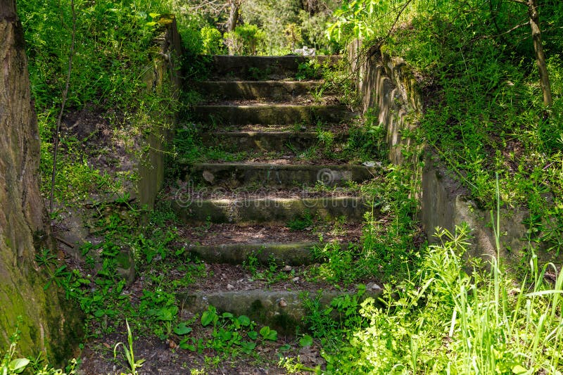 Moss-covered Ancient Stone Steps in Lush Green Forest Stock Photo ...