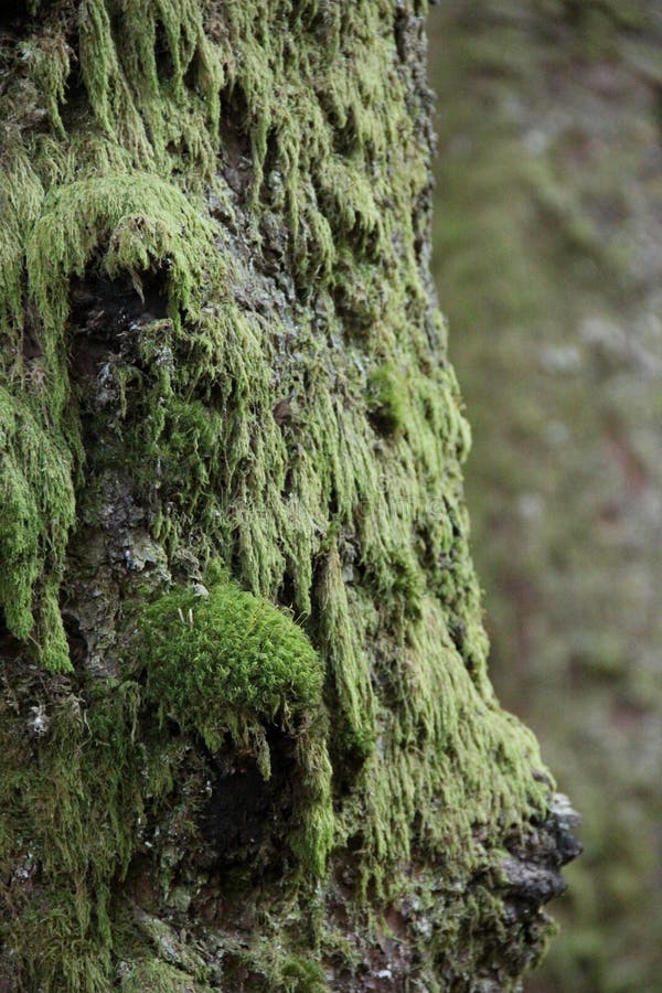 Moss covered bark stock photo. Image of large, spruce - 76500378