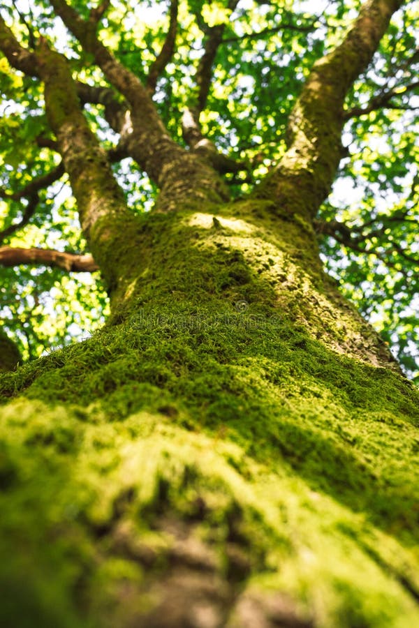 Moss-covered Bark of a Large Tree Stock Image - Image of beautiful ...