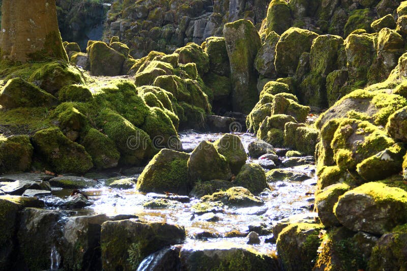 Moss-Covered Basalt Columns and Stream in a Forest Landscape Stock ...
