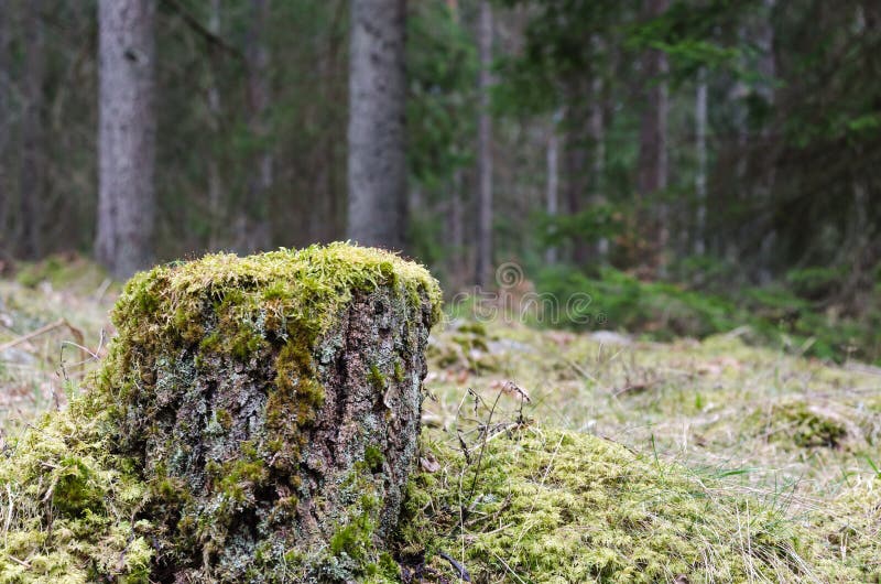 Moss Covered Birch Tree Stump in a Coniferous Forest Stock Photo ...