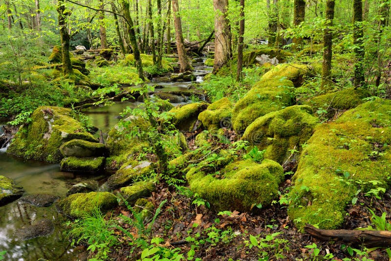 Moss Covered Boulders Deep in the Forest. Stock Photo - Image of botany ...