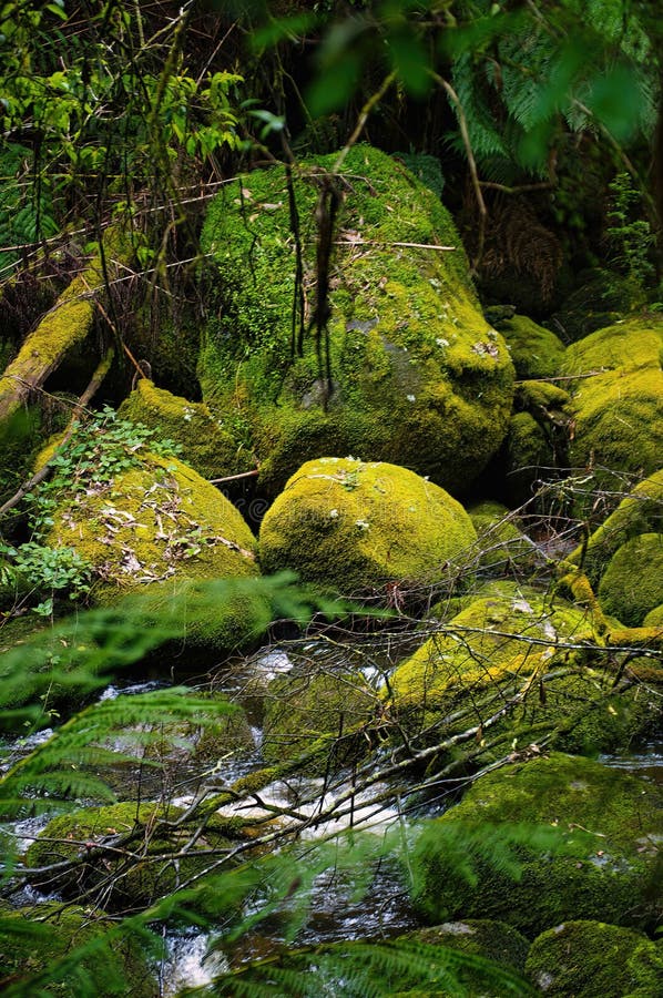 Moss-covered Boulders in a Mountain Stream in a Dark Forest Stock Image ...