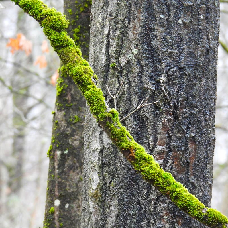 Moss Covered Branch in Forest is Bright Green Stock Photo - Image of ...
