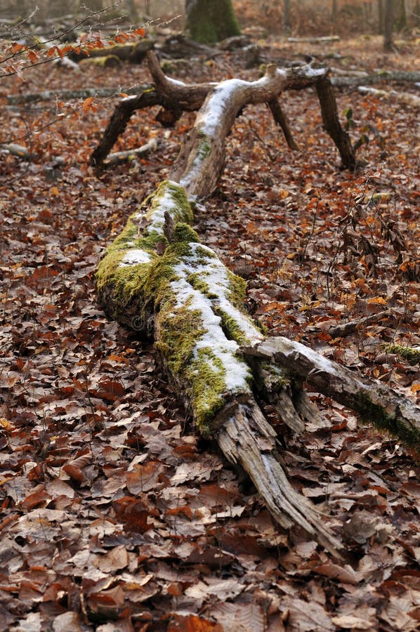 Broken Branch of a Beech Tree on Forest Floor Stock Photo - Image of ...