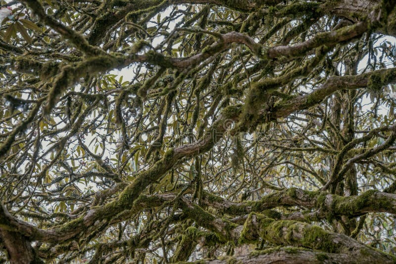 Moss Covered Branches in Deep Forest Stock Photo - Image of leaf, lush ...