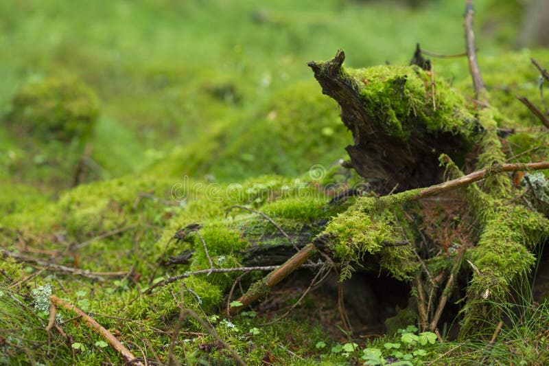Moss Covered Branches stock image. Image of branches - 57480109