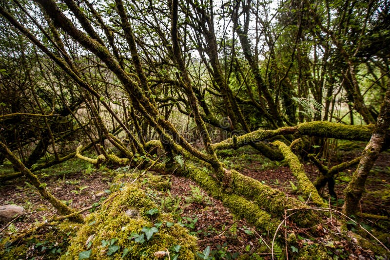 Mossy forest stock image. Image of inside, peace, scenic - 145515371