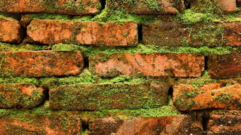 Moss Covered Brick Wall stock image. Image of crack, brown - 63009447