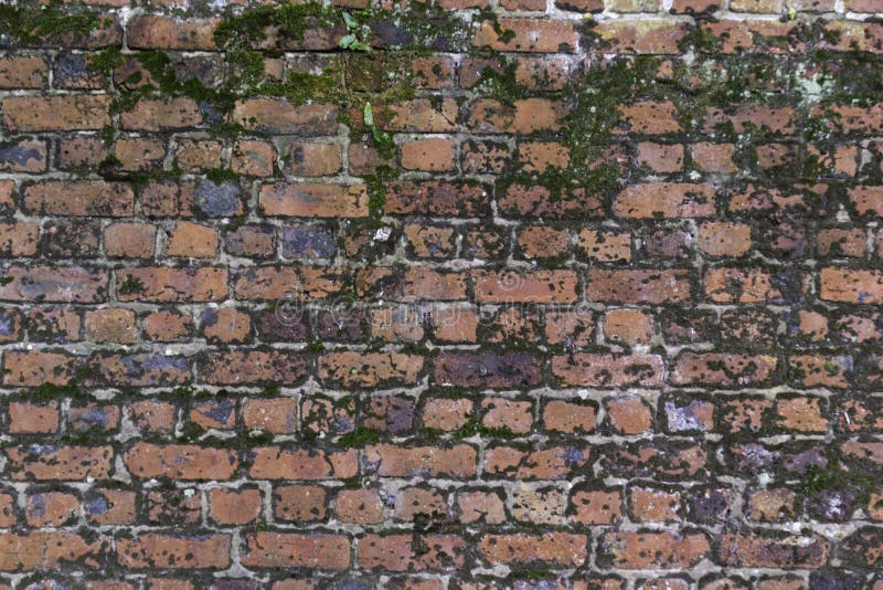 Moss covered brick wall stock photo. Image of overgrown - 126720220