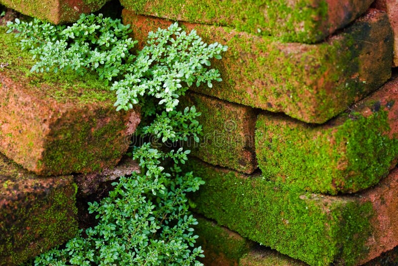 Bricks And Moss Picture. Image: 18900296