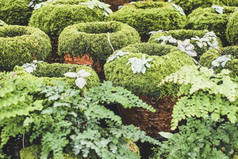 Moss-Covered Clay Pots. Gardening Dress Up a Clay or Terracotta Pot ... Moss-Covered Clay Pots. Gardening Dress Up a Clay or Terracotta Pot ...