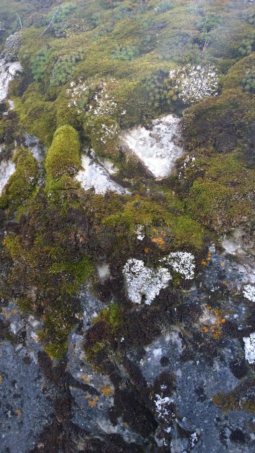 Moss Covered Forest Floor, Banff National Park, Alberta, Canada Stock ...