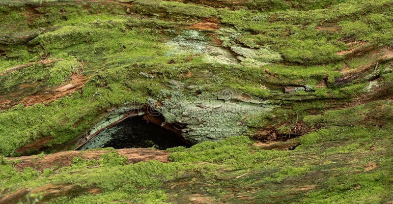 Moss Covered Close Up of a Western Red Cedar Tree Trunk with a Tree ...