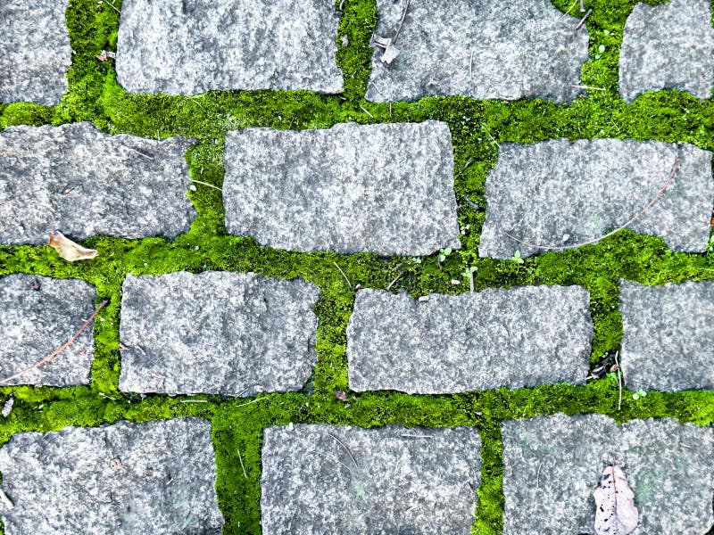 Moss Covered Cobblestone Pathway with Natural Green Texture Stock Image ...