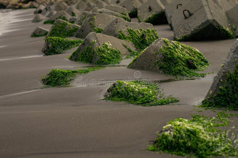 Moss-covered Concrete Breakwaters Creating Geometric Patterns Along ...