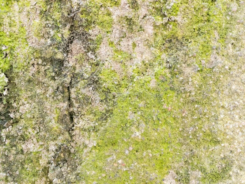 Moss Covered Concrete Wall Texture As Background Natural Pattern Stock ...
