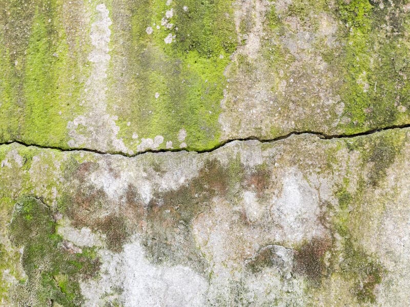 Moss Covered Concrete Wall Texture As Background Natural Pattern Stock ...