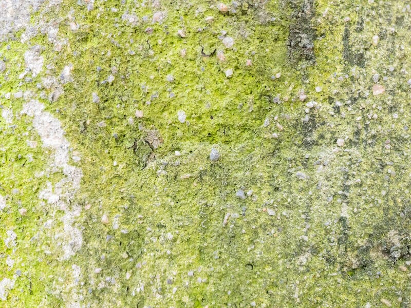 Moss Covered Concrete Wall Texture As Background Natural Pattern Design ...