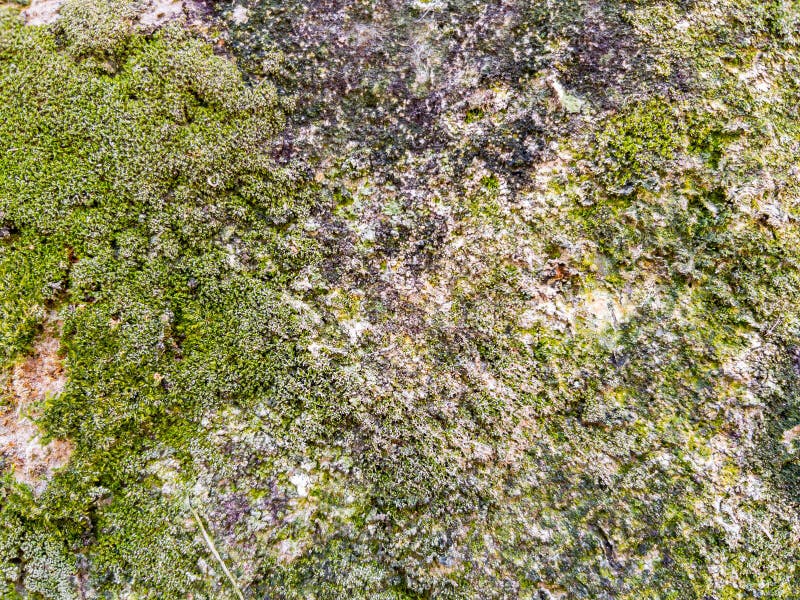 Moss Covered Concrete Wall Texture As Background Natural Pattern Stock ...