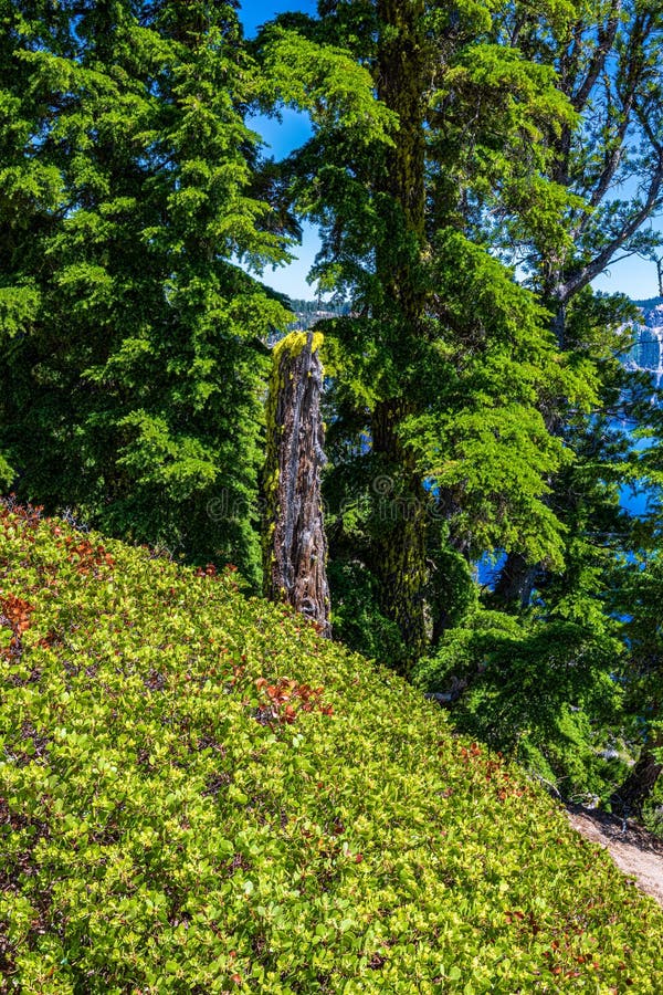 Moss Covered Dead Tree Trunk in Crater Lake National Park Stock Photo ...