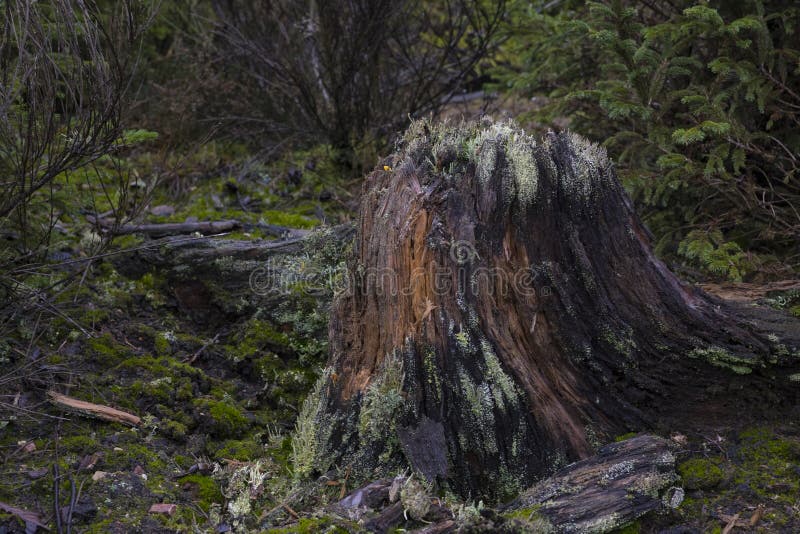 Moss Covered Decaying Tree Stump in the Forest Stock Image - Image of ...