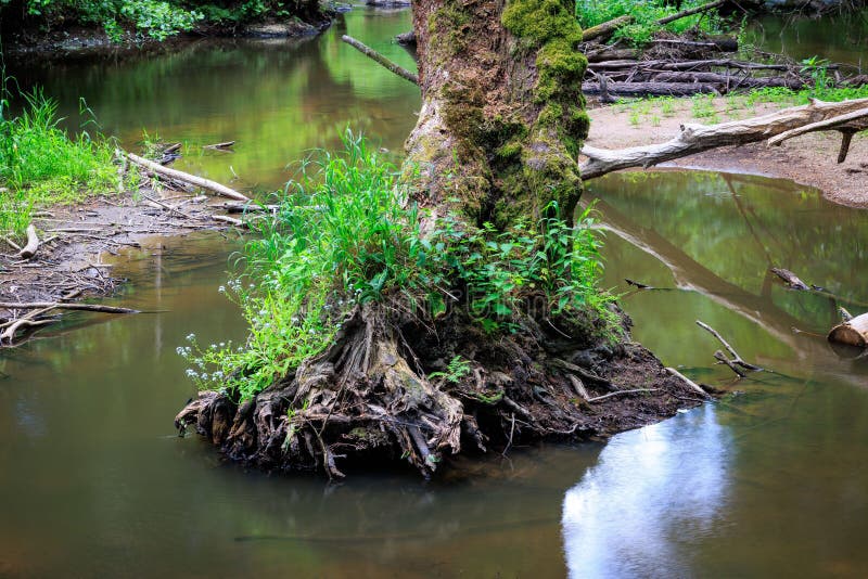 Moss Covered Deformed Tree Surrounded by Water in Bayern Stock Photo ...