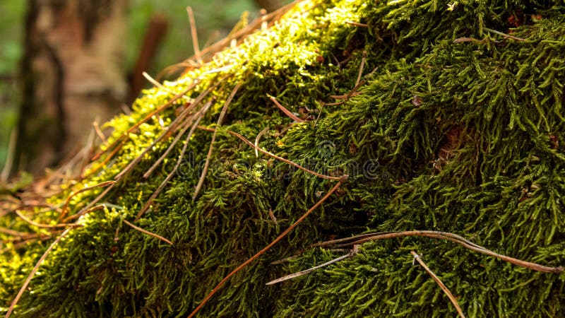 Moss-Covered Fallen Log in Natural Forest Light Forestry Ecology and ...